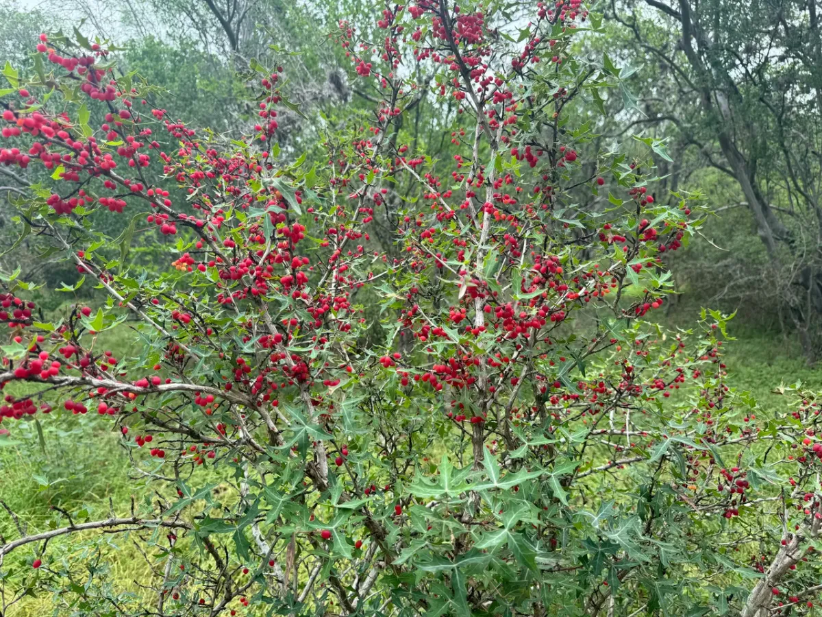 Agarita (Mahonia trifoliolata)