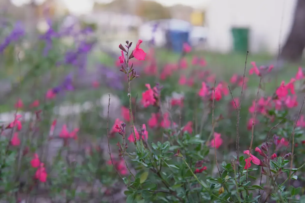 Autumn Sage (Salvia greggii)