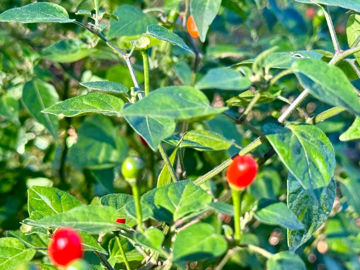 Chile Pequin (Capsicum annuum)