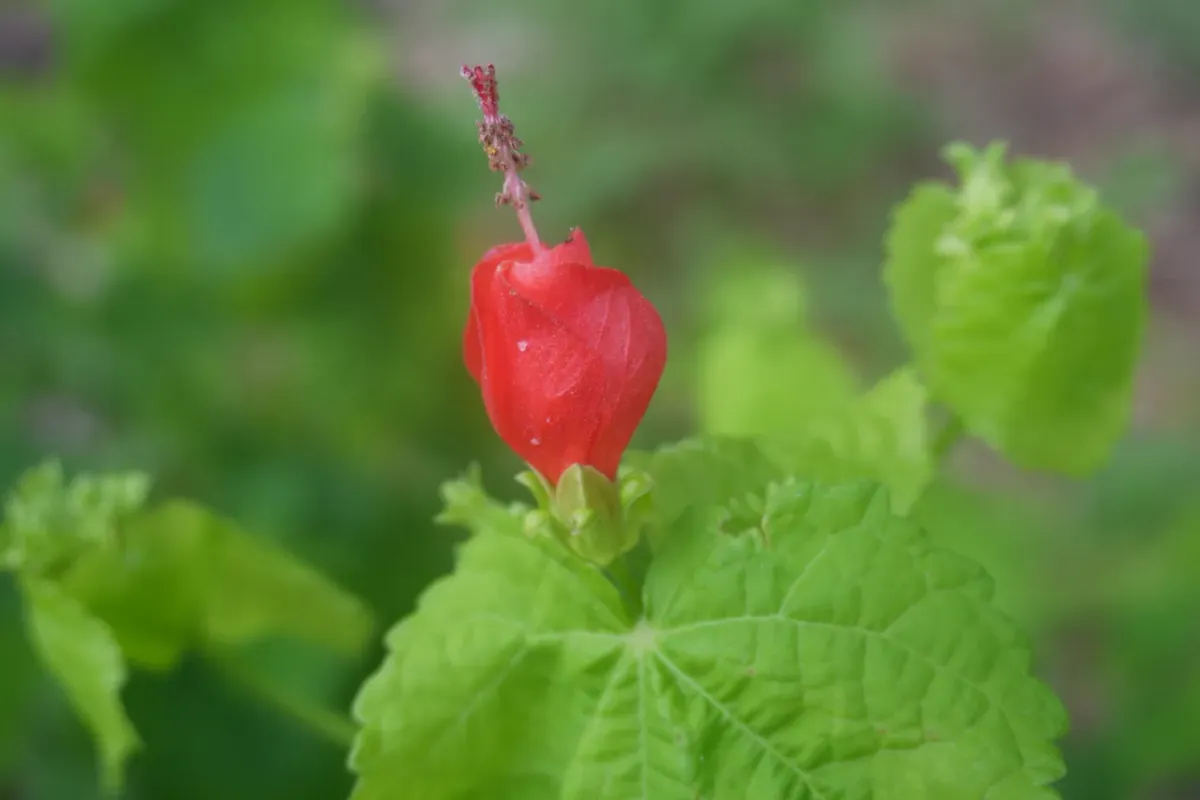 Turk's Cap (Malvaviscus arboreus var. drummondii)